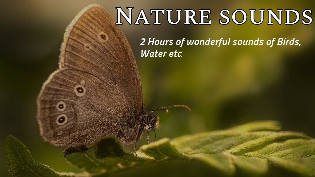 Forest Sounds for Meditation and Sleep, Sounds of Birds, Water, Noise ...