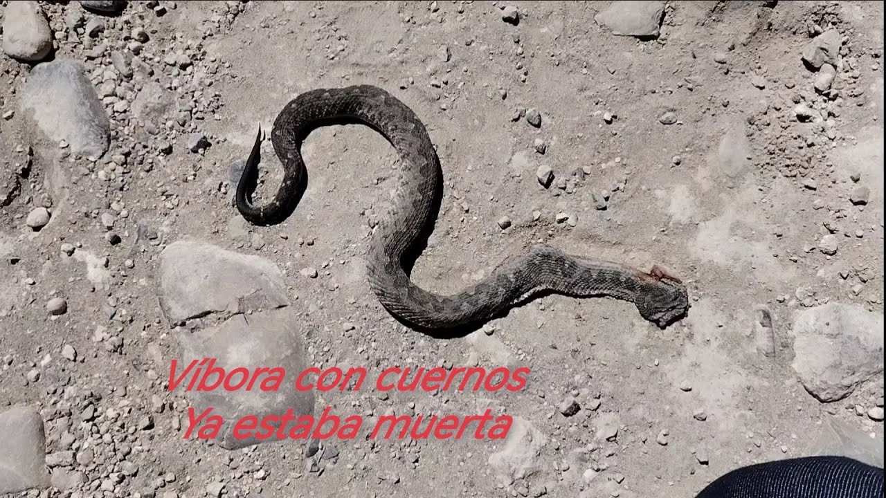 víbora con cuernos cada vez se ven menos esta ya estaba sin vida - YouTube
