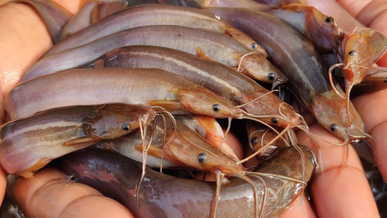 1 ke jite 1000p dear Singh mas Singh mas Singh fish উন্নত রং কালার ফিস ...