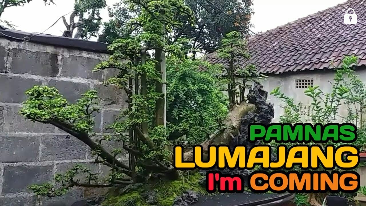 Partisipasi Pamnas bonsai Lumajang 2019 Bonsai Serut Raff milik Cak ...