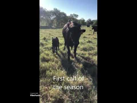 First Calf of the Season #farmlife #familyfarm #localfarm #jm2farms # ...