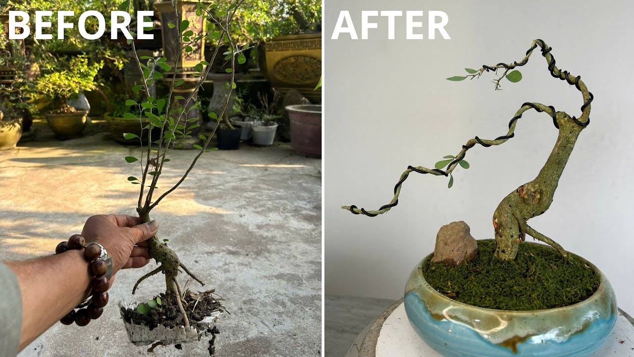 Simple bonsai styling suitable for beginners - YouTube