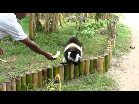 Madagascar lemur!