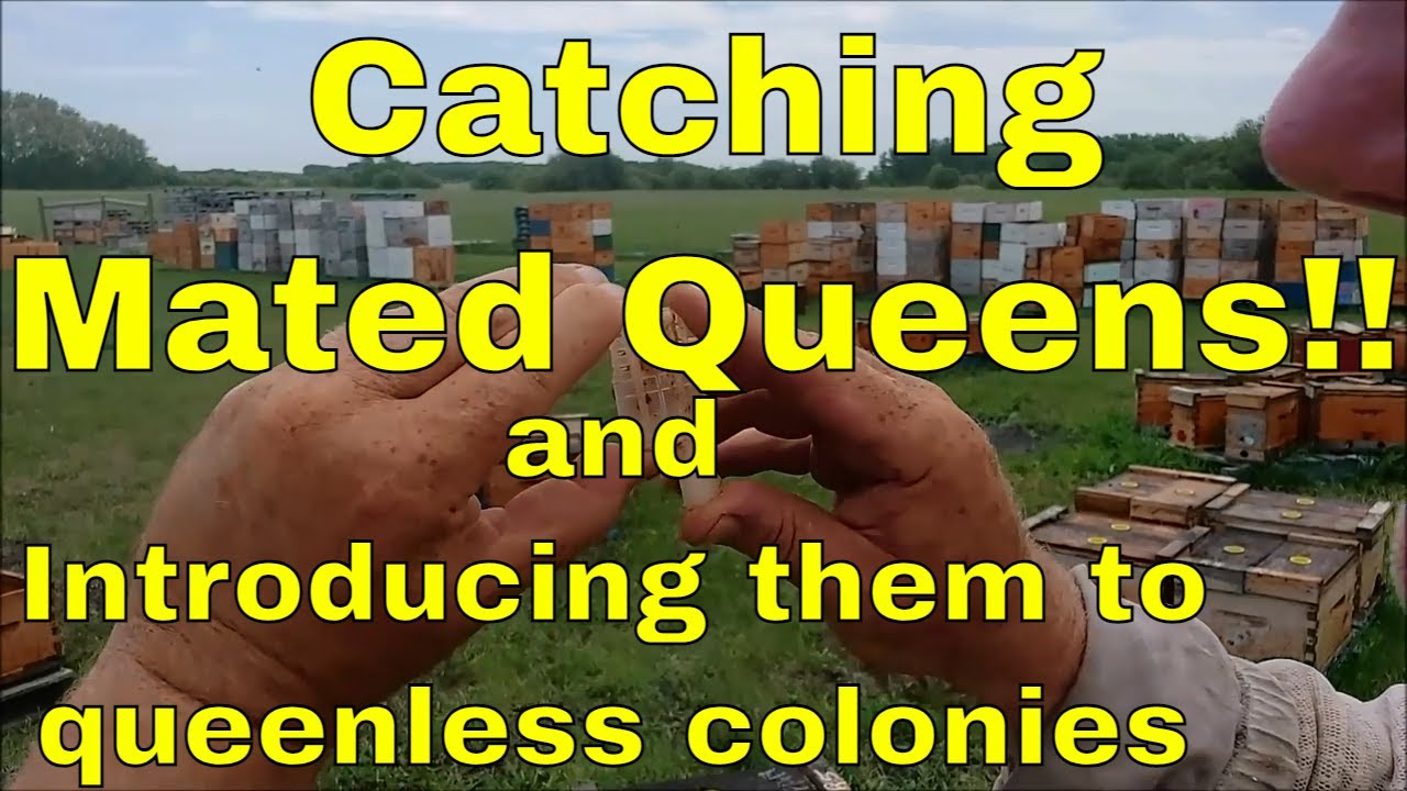June 23 Part 3 Catching and Introducing Mated Queens - That Bee Man ...