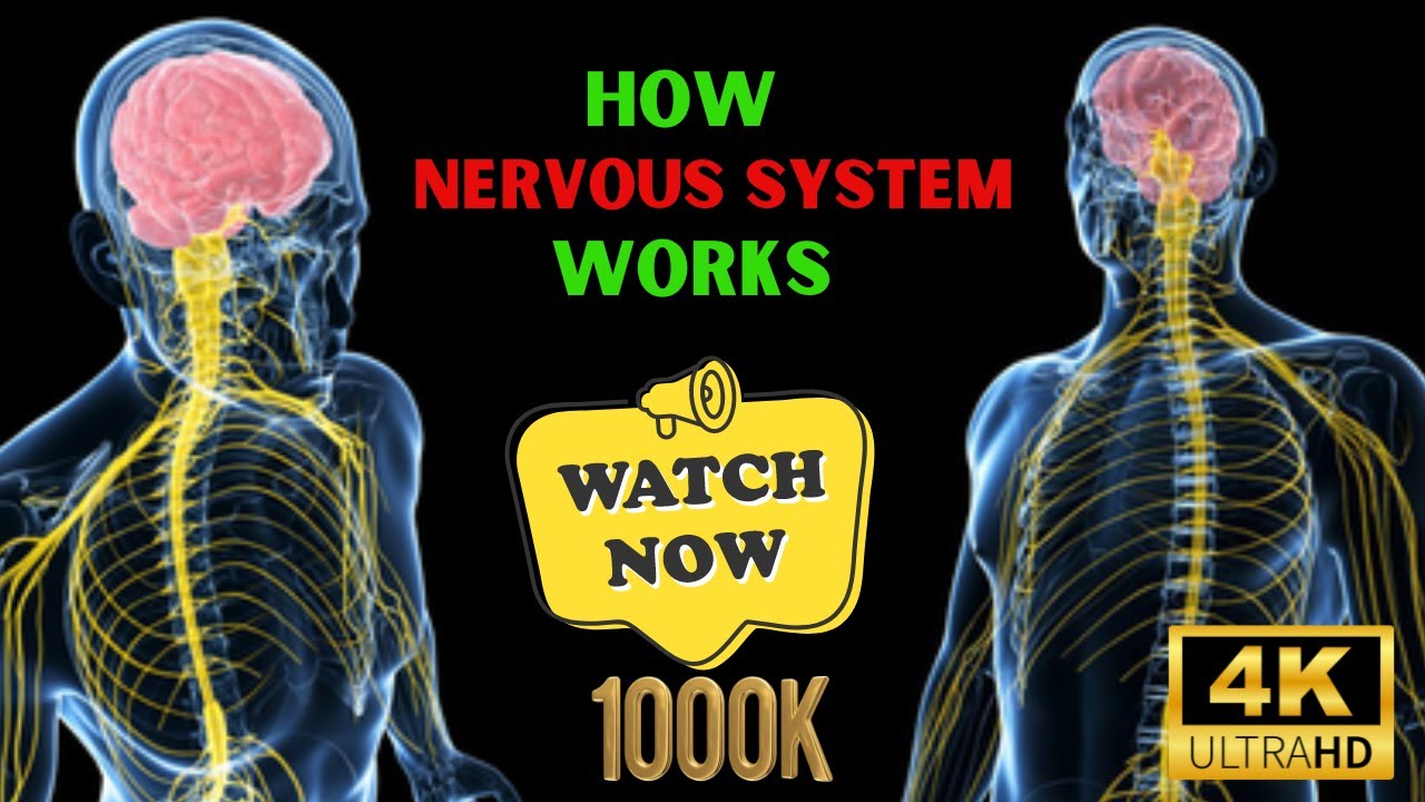 Working of Nervous System # How Nervous System Works💯💯 - YouTube