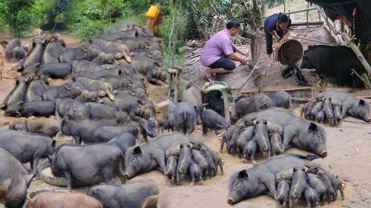 Pigs give birth, man moves piglets from the forest to the farm - YouTube