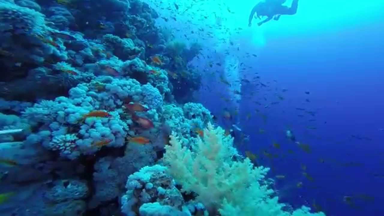 Jackson Reef - YouTube