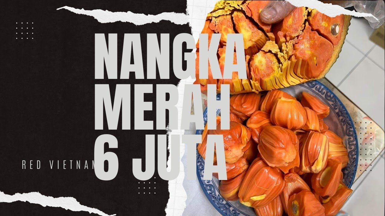 NANGKA SULTAN RED VIETNAM.. 6 JUTA RUPIAH PERBUAH - YouTube