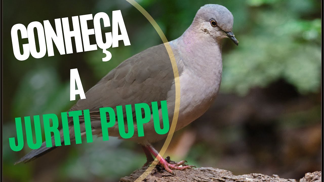 Conheça A Juriti Pupu (a pequena ave que faz grande diferença) - YouTube