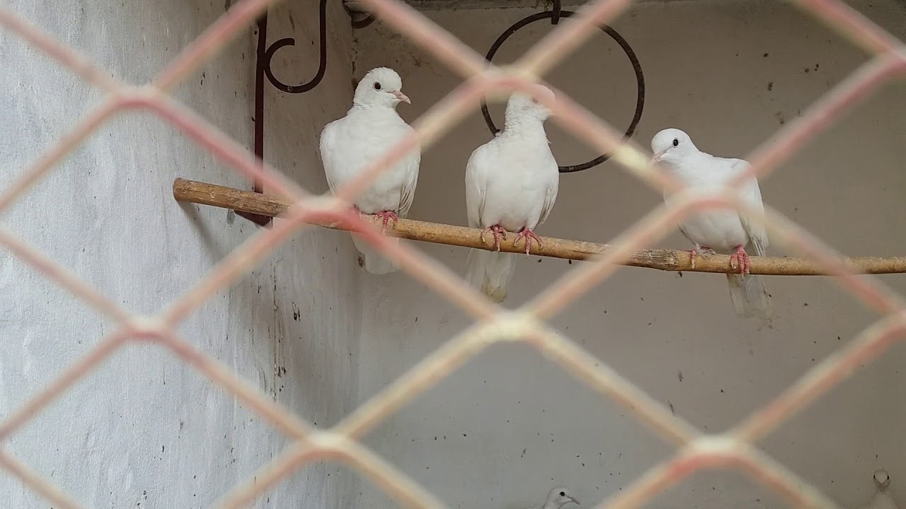 Khumray Ki Mufeed Malomat In Urdu/Hindi - YouTube