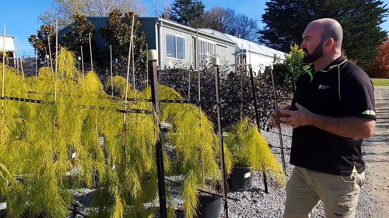 Small Native Feature Trees May 2020 - YouTube