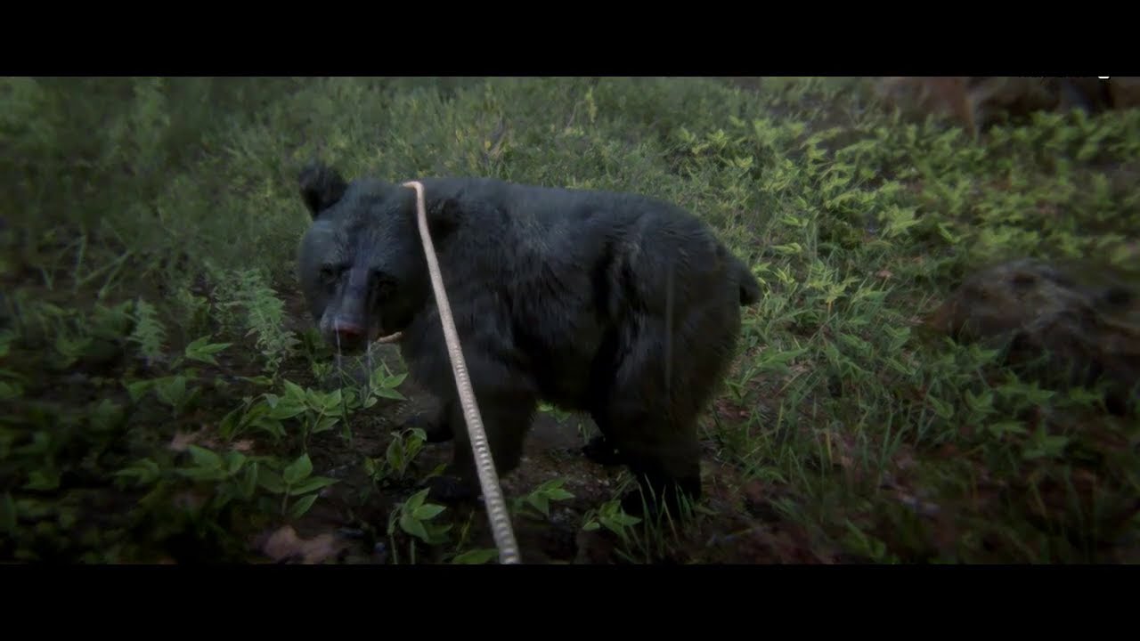 The art of lassoing a living bear - YouTube