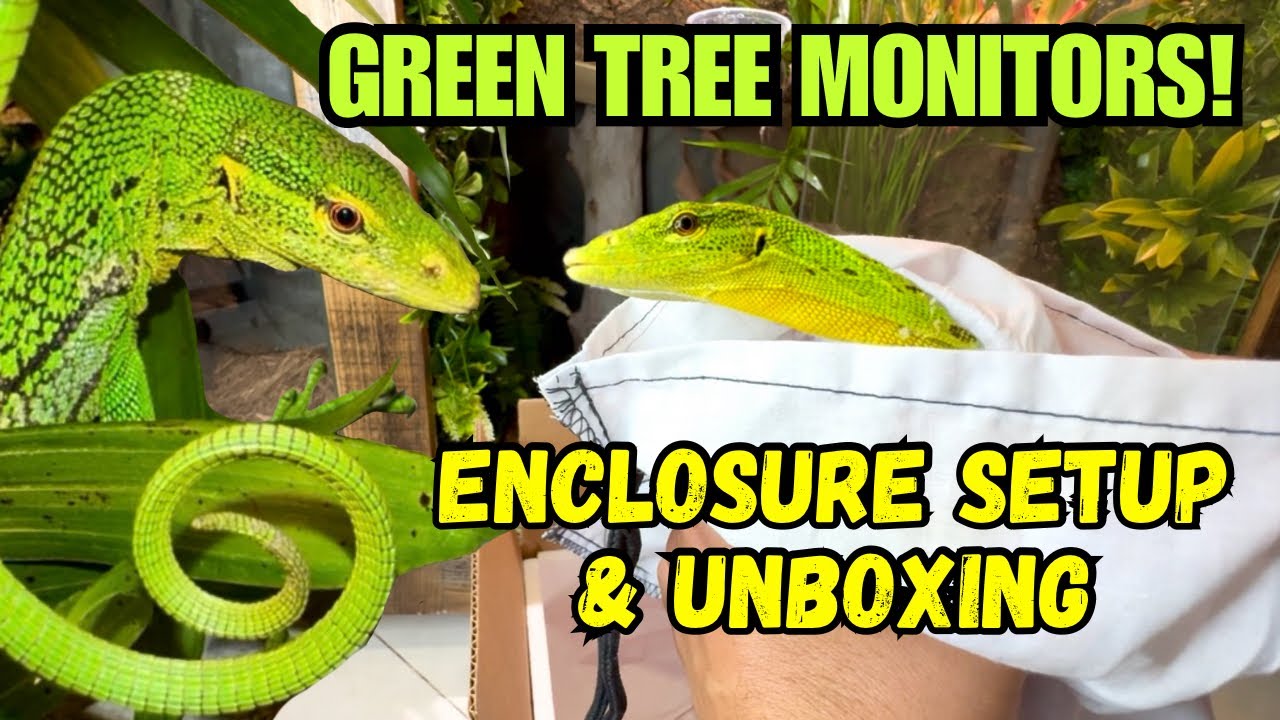 I Got GREEN TREE MONITORS From UNDERGROUND REPTILES - (ENCLOSURE SETUP ...