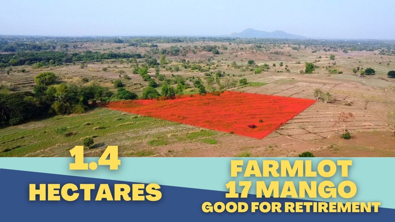 (V#142) 1.4 Hectares Farmlot w/ 17 Mango trees @Cuyapo, Nueva Ecija ...