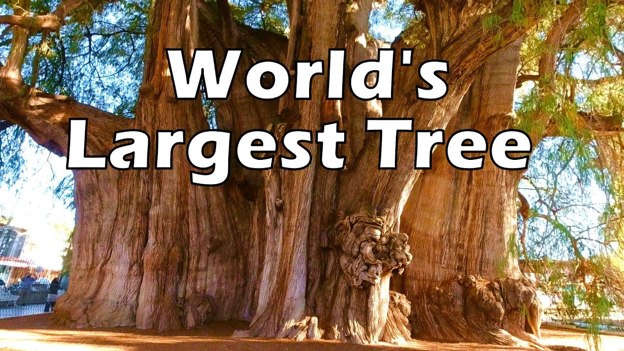 Tree Of Tule In Oaxaca, Mexico - The Largest Tree In The World! - YouTube