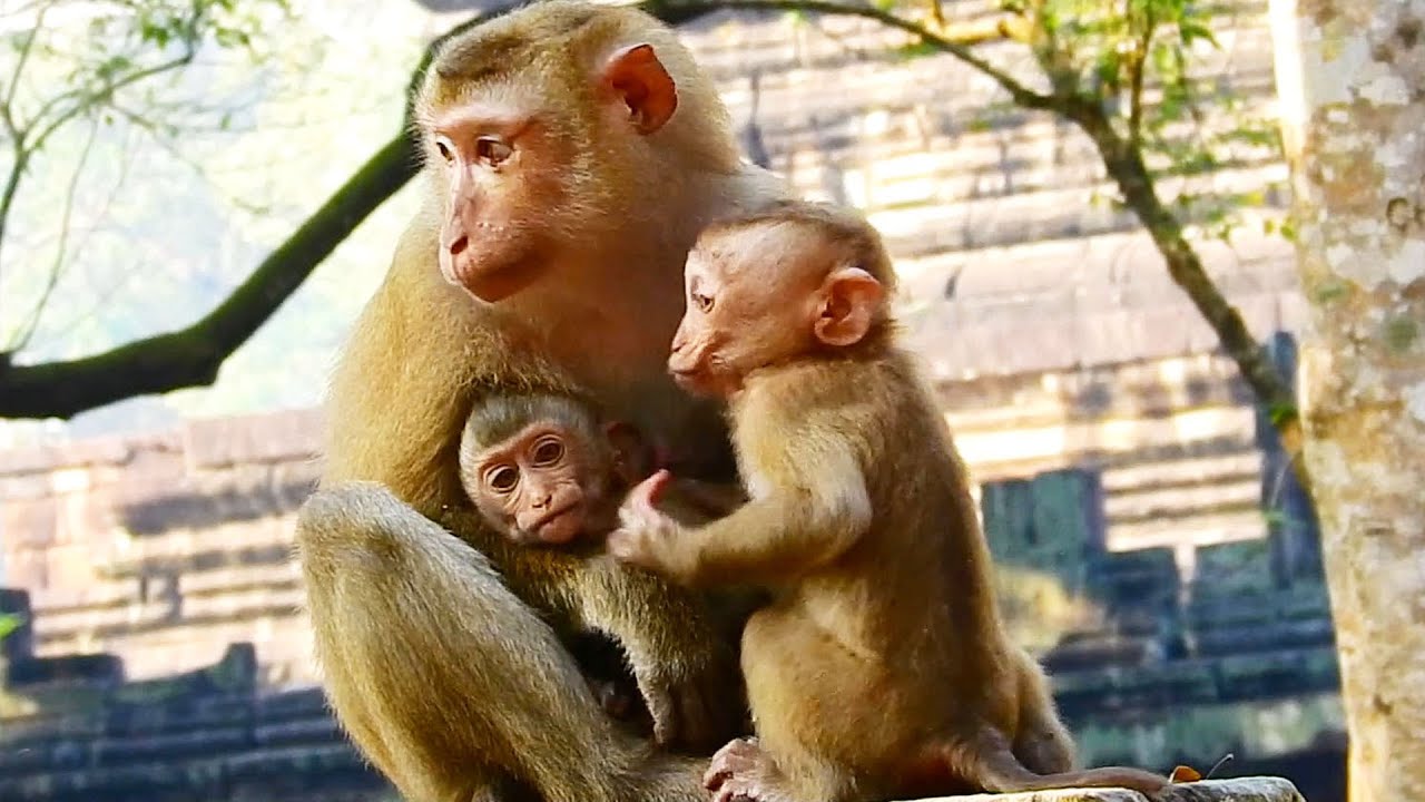 Monkey Luna always comfort adorable Baby Rainbow like her baby - YouTube