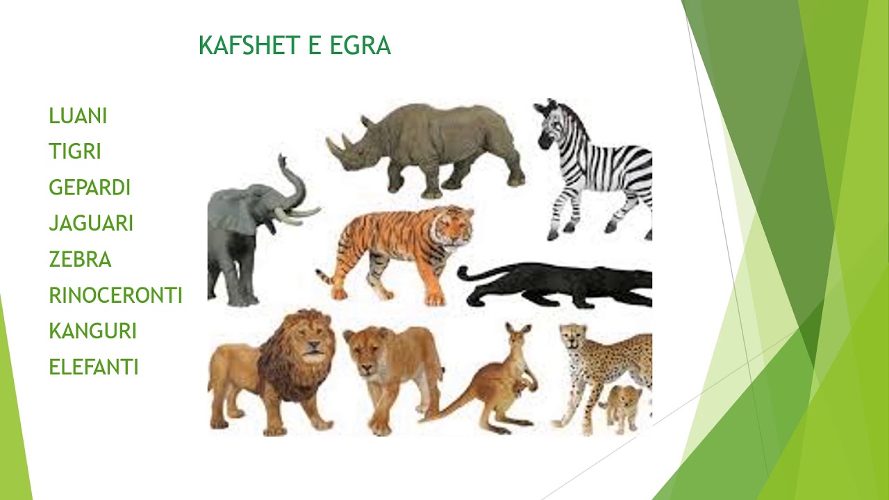 Lenda VJK.Tema :Kafshet dhe mjedisi ku jetojne. - YouTube