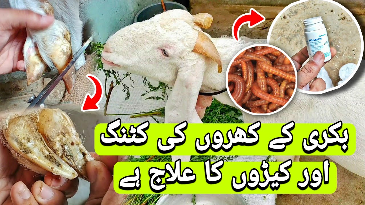 Bakri Ke Khur Mein Keray Hoto Kiya Kare Or Khur Kaise Saf Kare | Goat ...
