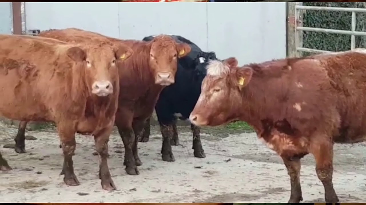 ASK TRT #1 - TRT method for mules? - YouTube