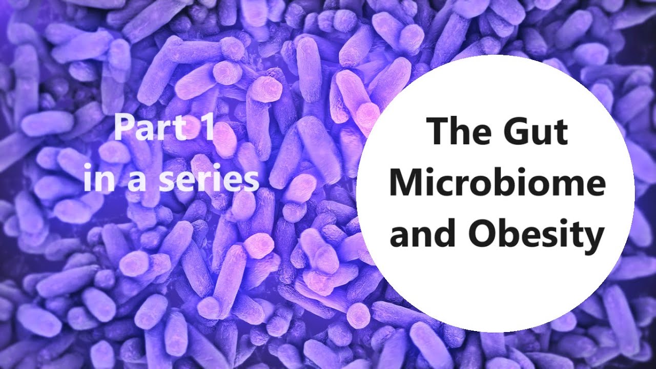 Gut Microbiome and Obesity, Part 1 - YouTube