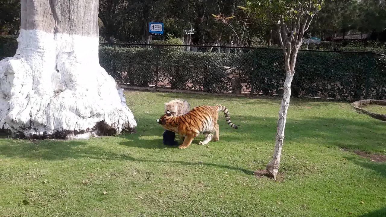Young tiger and hyena adorably play together - YouTube