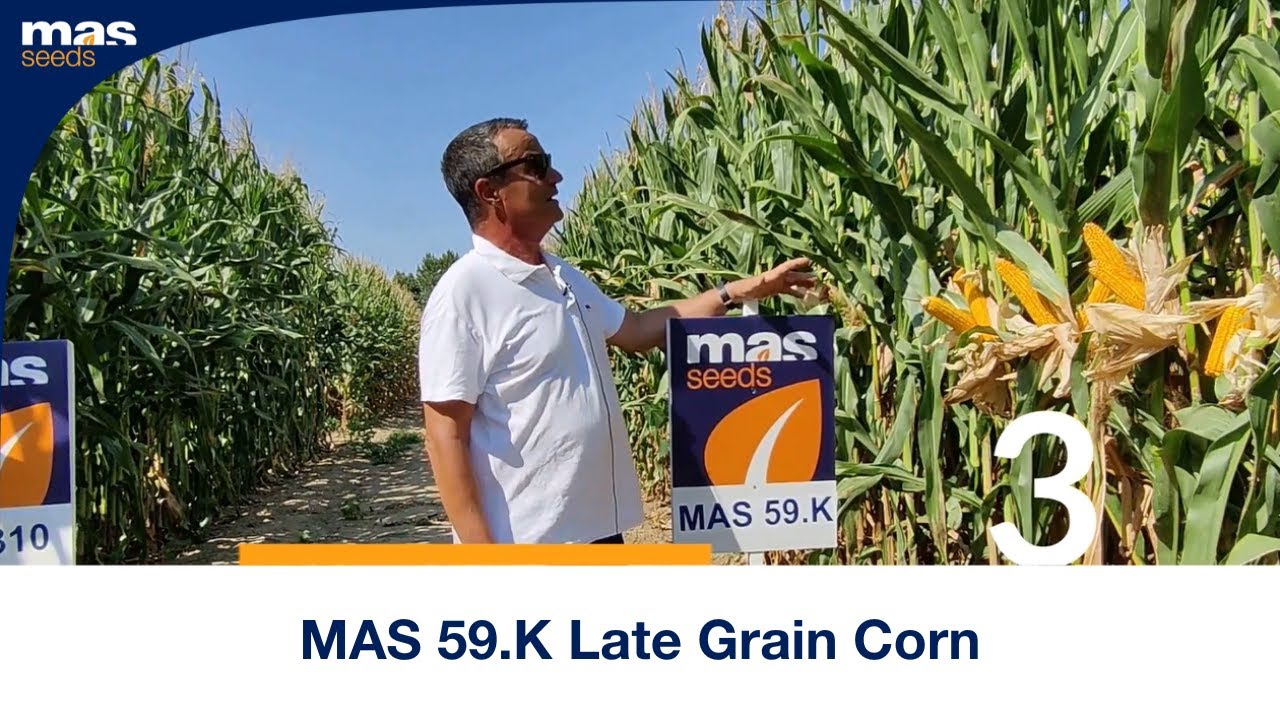 MAS 59.K Late Grain Corn by MAS Seeds - YouTube