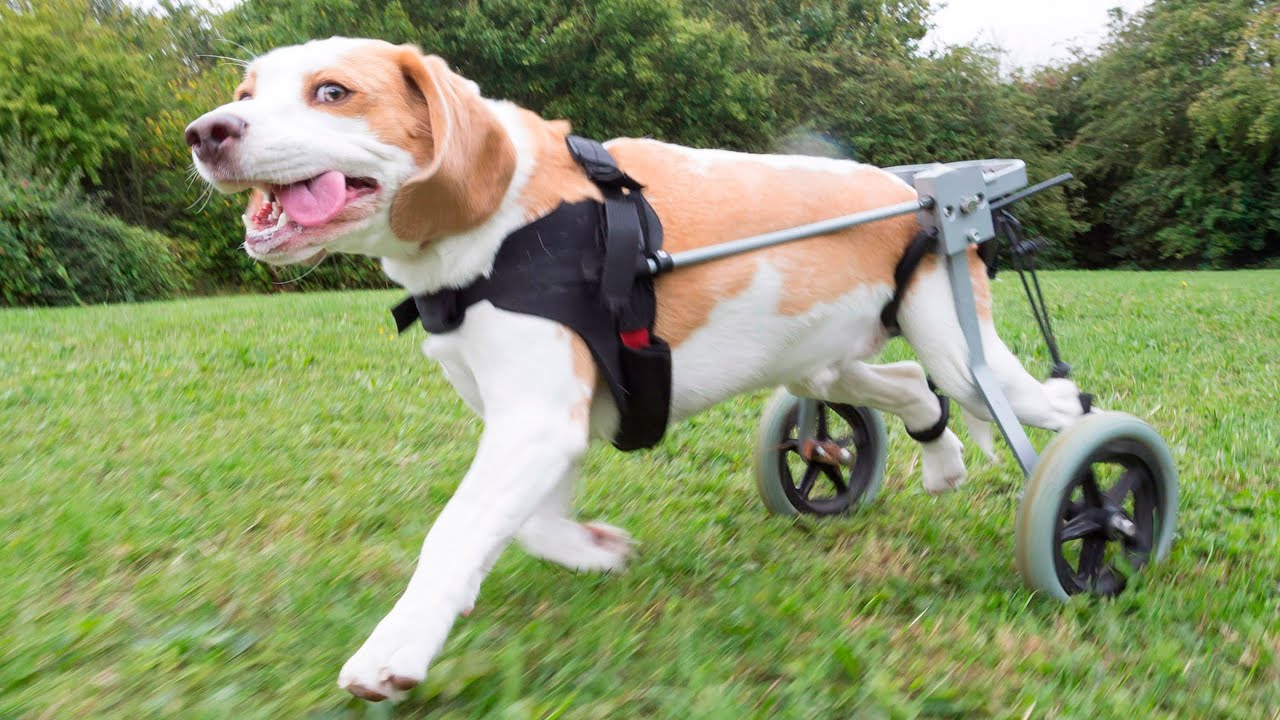 Beagle with Broken Back Uses Wheels to Walk - YouTube