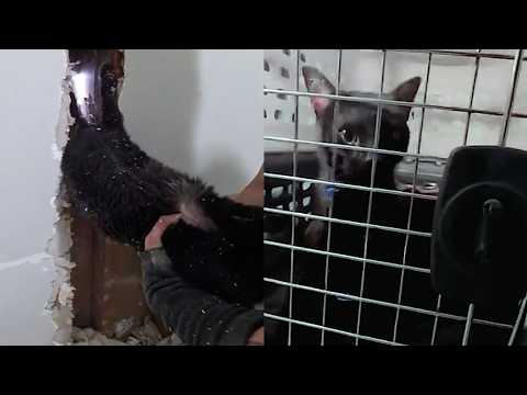 Cat Rescued After Spending A Week Upside Down In A Wall
