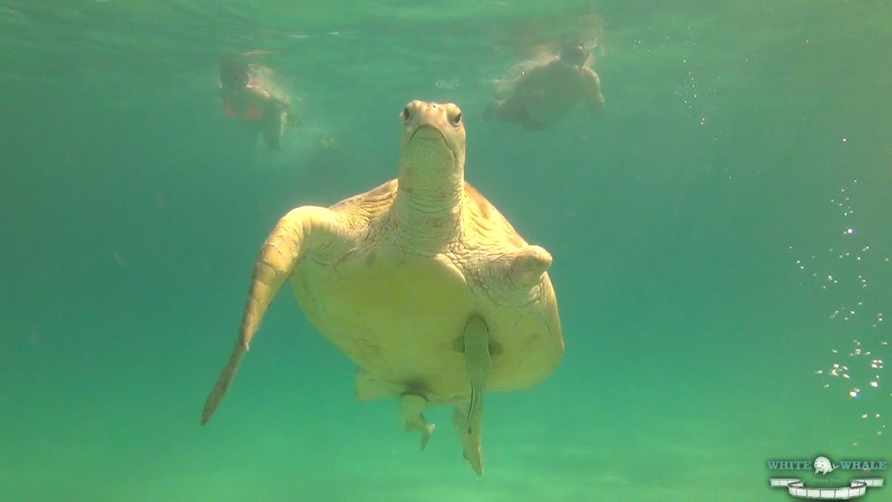 One armed Green Sea Turtle - Marsa Alam - YouTube