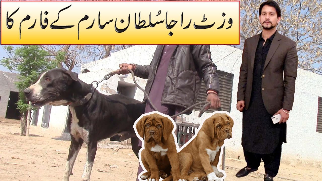 Best of Pakistan Bully Dog Lover | Bully Kutta Lover Raja Sultan Saram ...