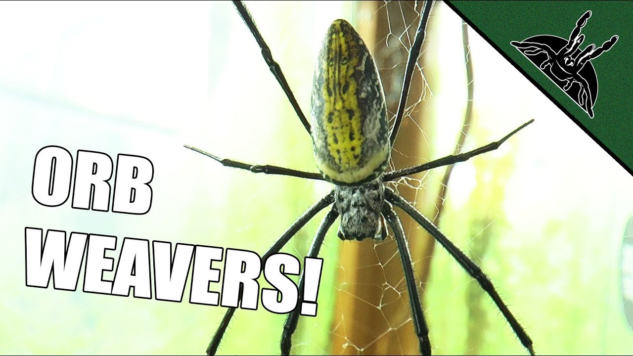 IN WITH THE SPIDERS - London Zoo - YouTube