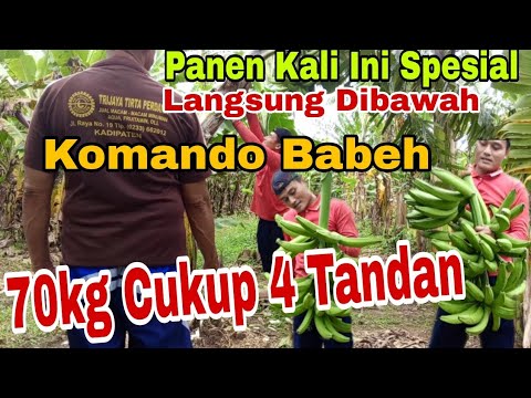 Panen Pisang Usuk/Raja Kapas, cukup 4 Tandan = 350 ribu #petanipisang # ...