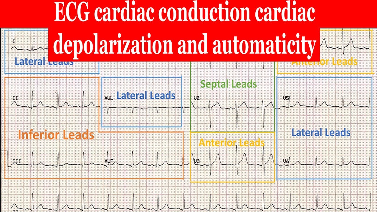 ECG cardiac conduction cardiac depolarization and automaticity - YouTube