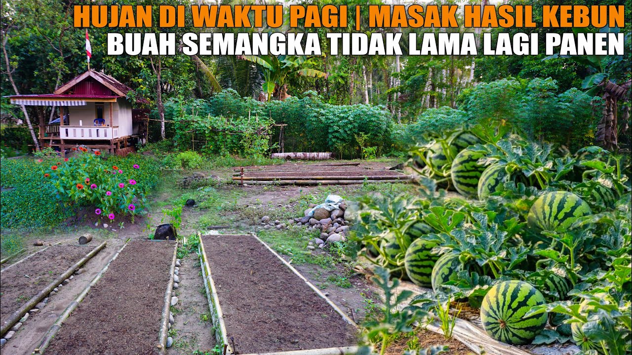 MEMBUAT BEDENGAN DARI BAMBU MENANAM KANGKUNG DAN BAYAM | HUJAN DI WAKTU ...