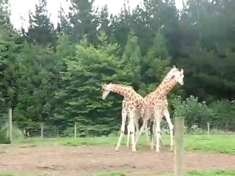 Giraffes Fighting! Ostrich or Emu? - YouTube
