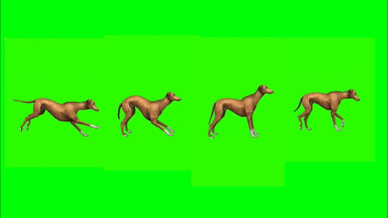 Green Screen GreyHound Dog Different Possess Walk Running And Sitting ...