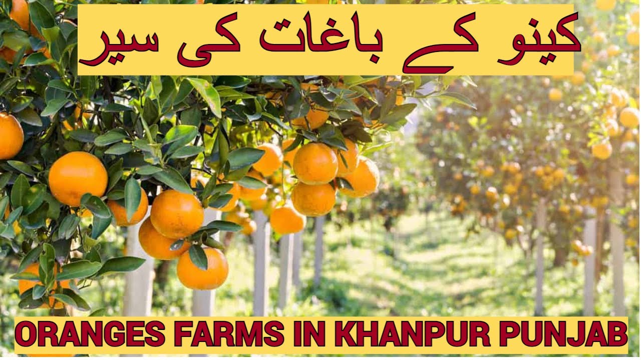 EXPLORING THE JUICY SECRETS OF FRESH ORANGE FARMS IN PAKISTAN - A ...