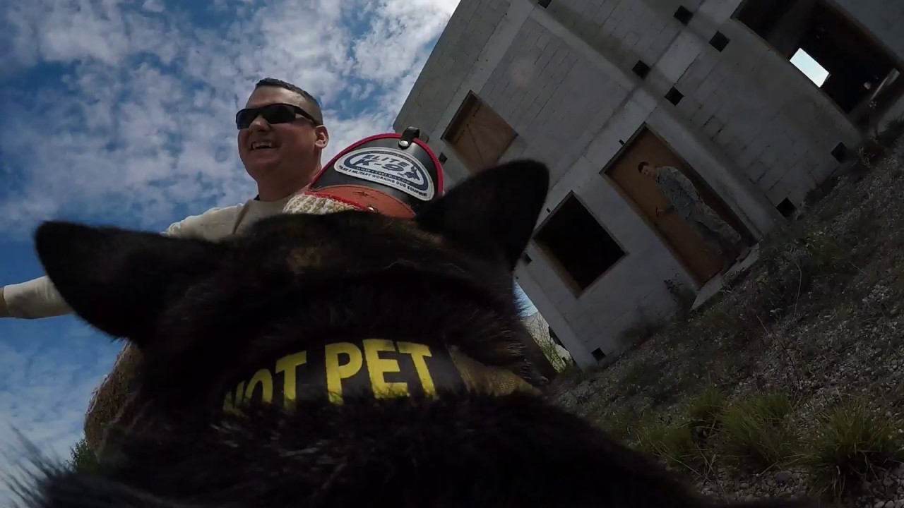 K9 Takedown Training - YouTube