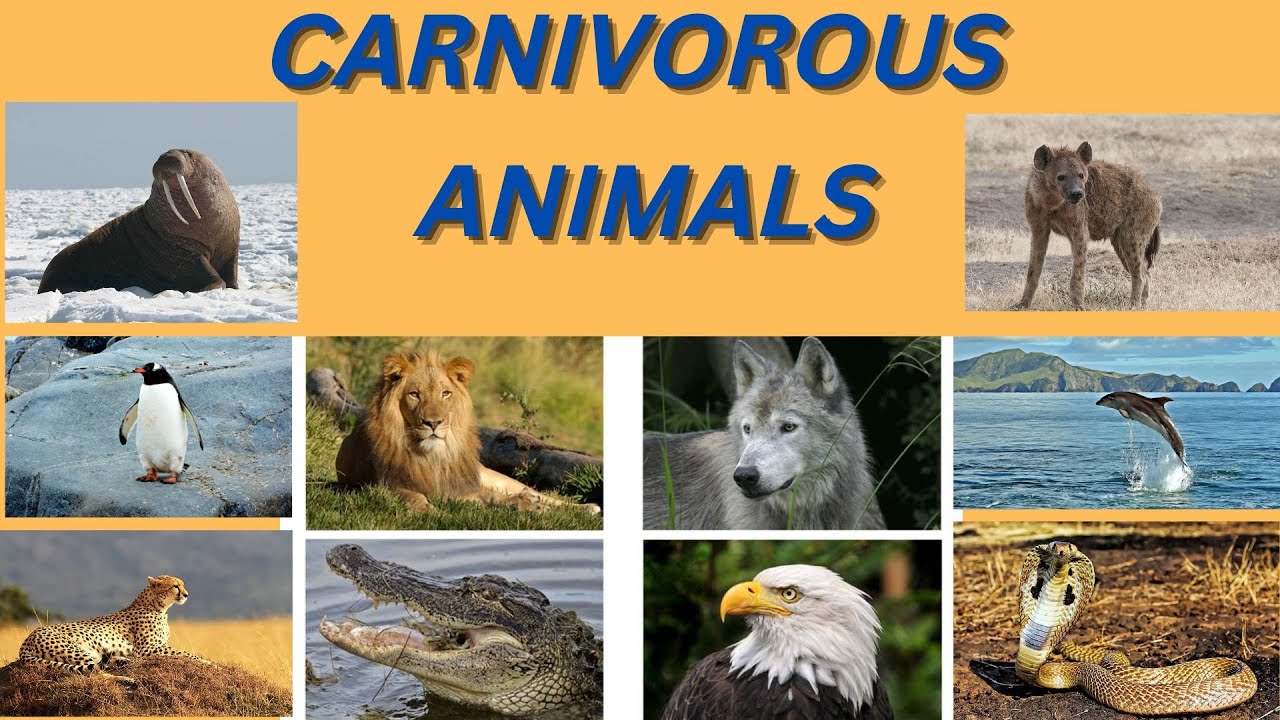 carnivore/carnivores animals name/carnivore animals - YouTube