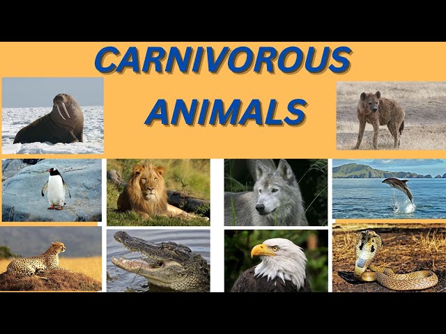 Carnivore Animals List What Are The 4 Levels Of The Food Chain?