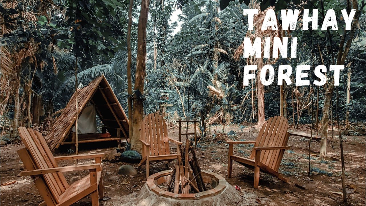 TAWHAY | PAMPLONA, NEGROS ORIENTAL - YouTube