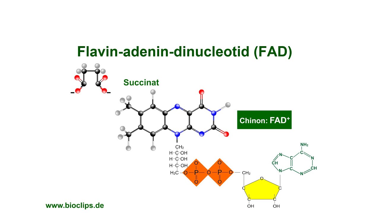 Flavin-adenin-dinucleotid (FAD) - YouTube