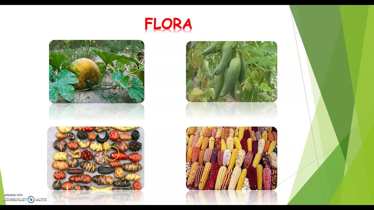 REGIÓN QUECHUA Y SUNI - YouTube