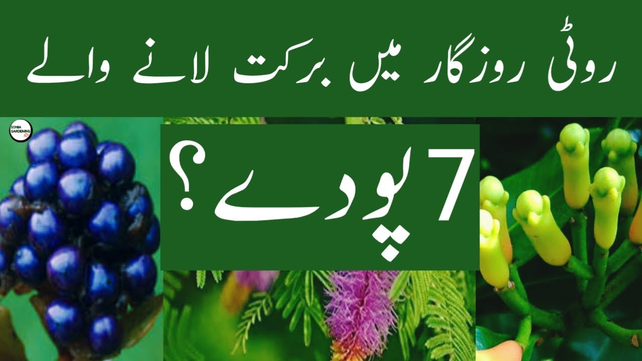 7 Powerful Plants That Bring Blessings in Food and Livelihood - YouTube