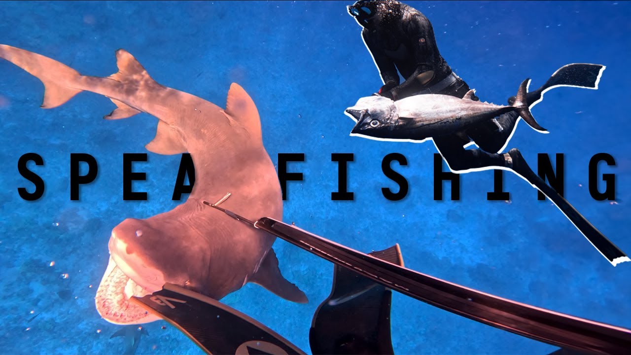Shark Attack While Spearfishing for Dogtooth Tunas! - YouTube