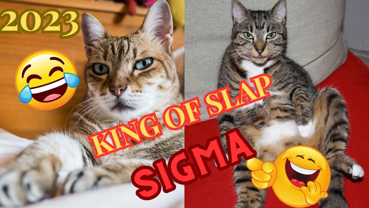 Sigma Cats funny video - YouTube