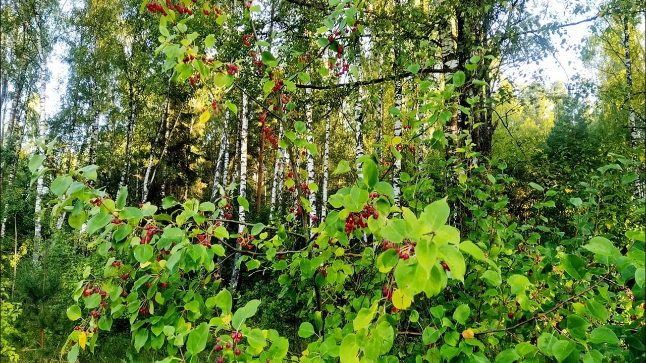 Очень красивое пение птиц для успокоения души и тела Звуки природы для сна Пение птиц для сна