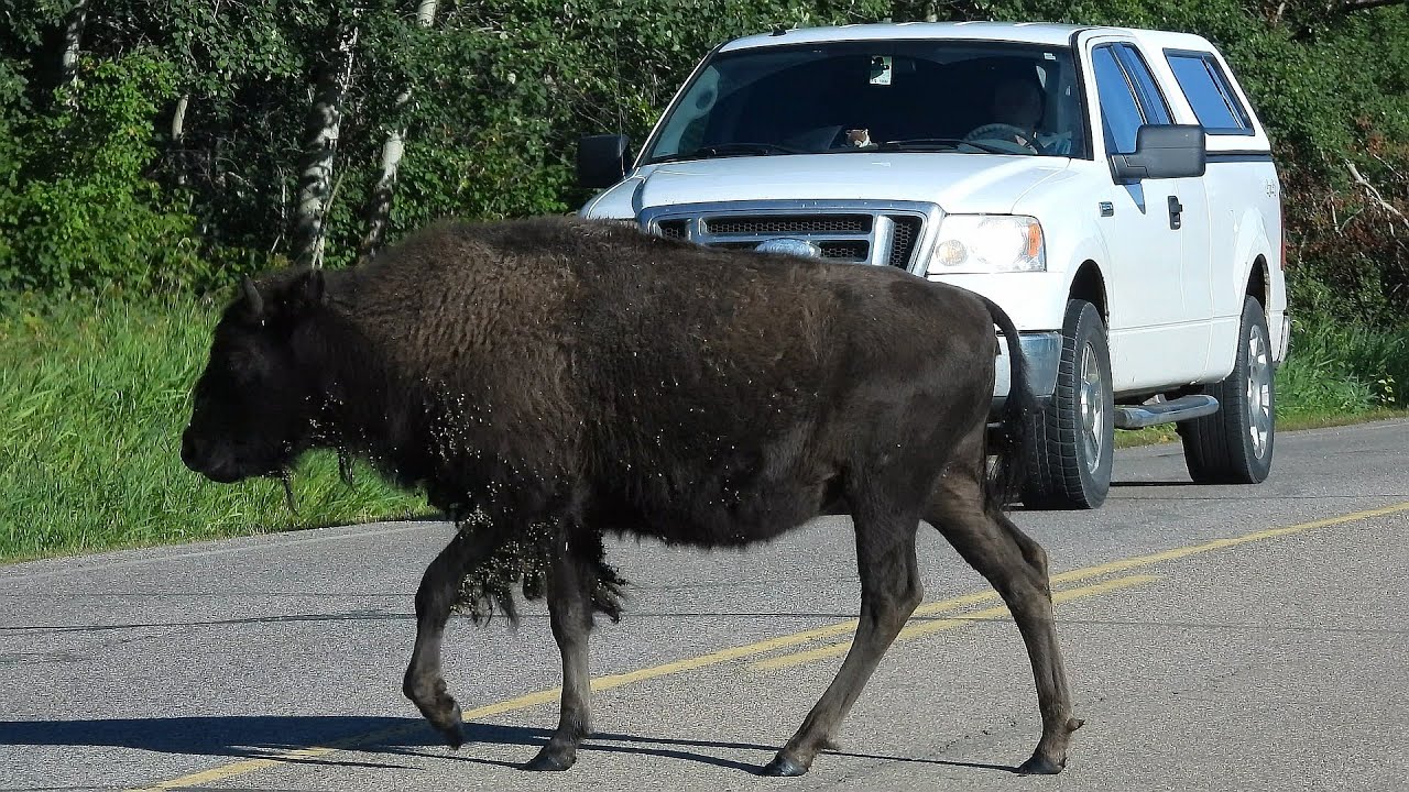 Watching A Bison Herd Pass By Us - Elk Island National Park - YouTube
