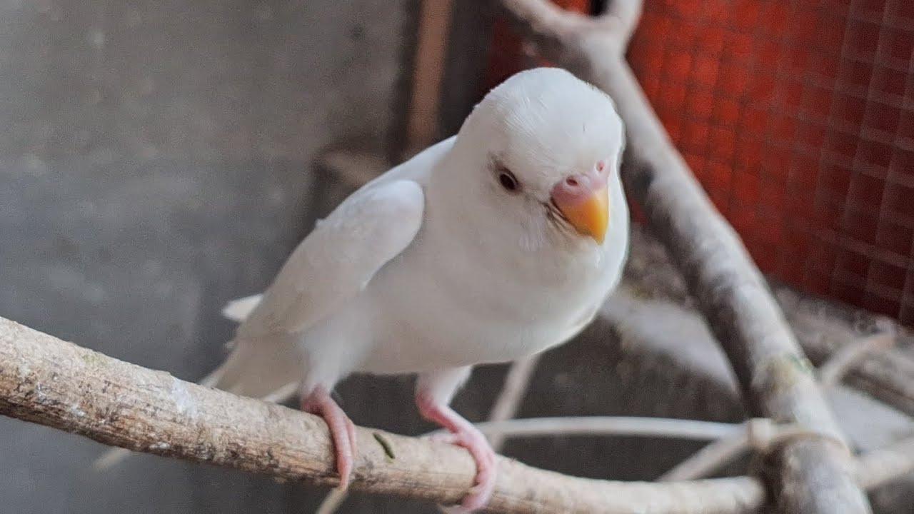 🦜Beautiful Time spent with my birda🦜 #budgies #birds #viral #nature # ...