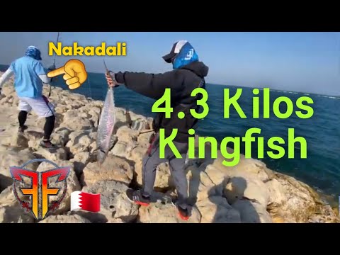 Fishing in Bahrain 4.3 kilos Kingfish # fishing in Middle east # shore ...